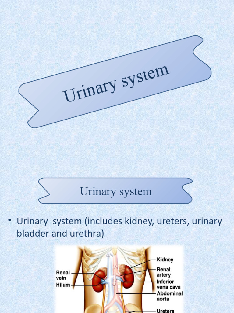 Urinary System | PDF | Kidney | Urinary System