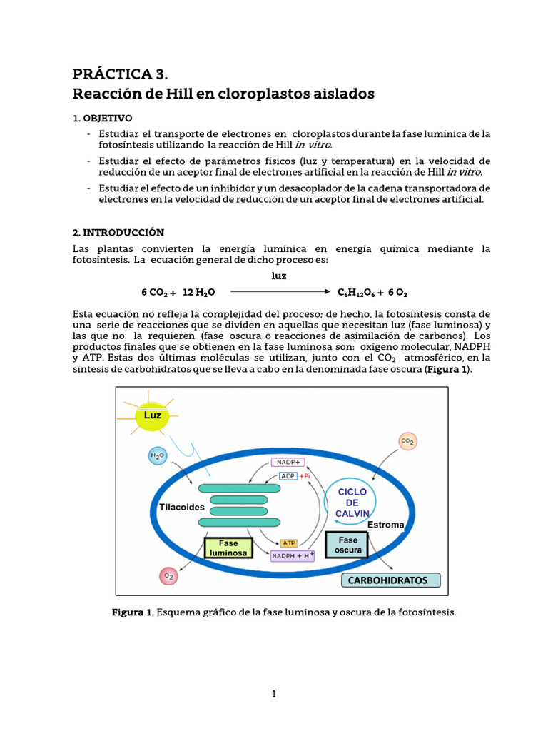 Reacción de Hill en Cloroplastos Aislados | PDF | Fotosíntesis | Química