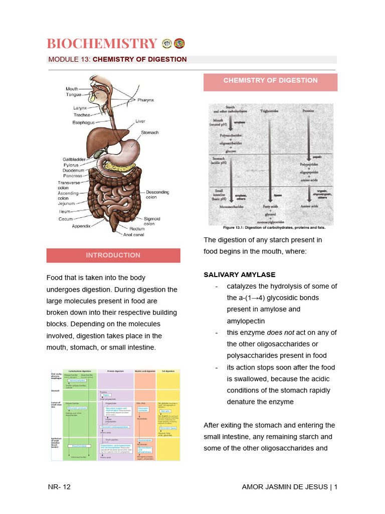module-13-chemistry-of-digestion | PDF | Digestion | Hydrolysis