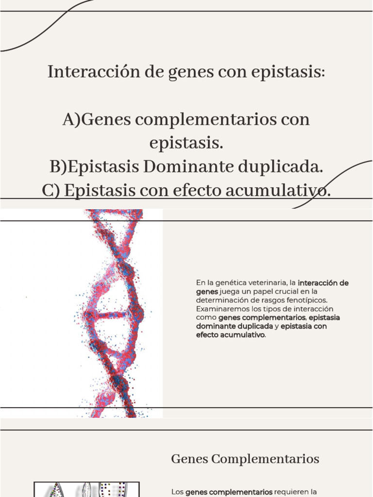 Presentacion Tema 5 Punto 2 Interacciones de Genes Con Epistasis | PDF
