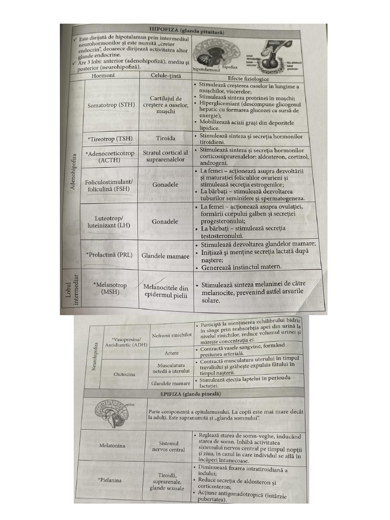 Glandele Endocrine | PDF