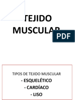 Estructura y función de los miocitos | PDF | Músculo | Biología Celular