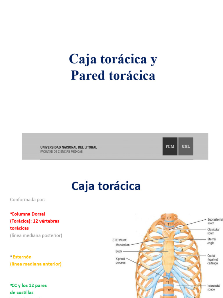 Caja Torácica | PDF | Tórax | Vértebra
