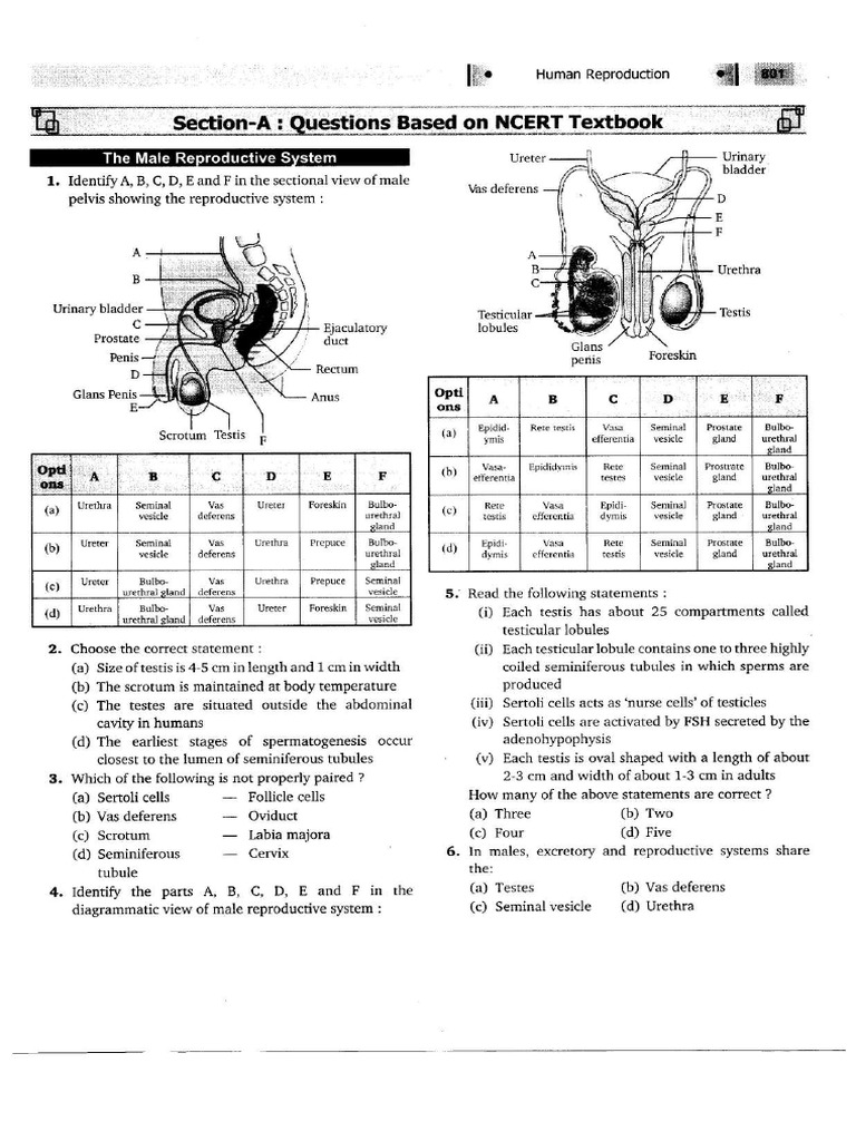 Human Reproduction | PDF