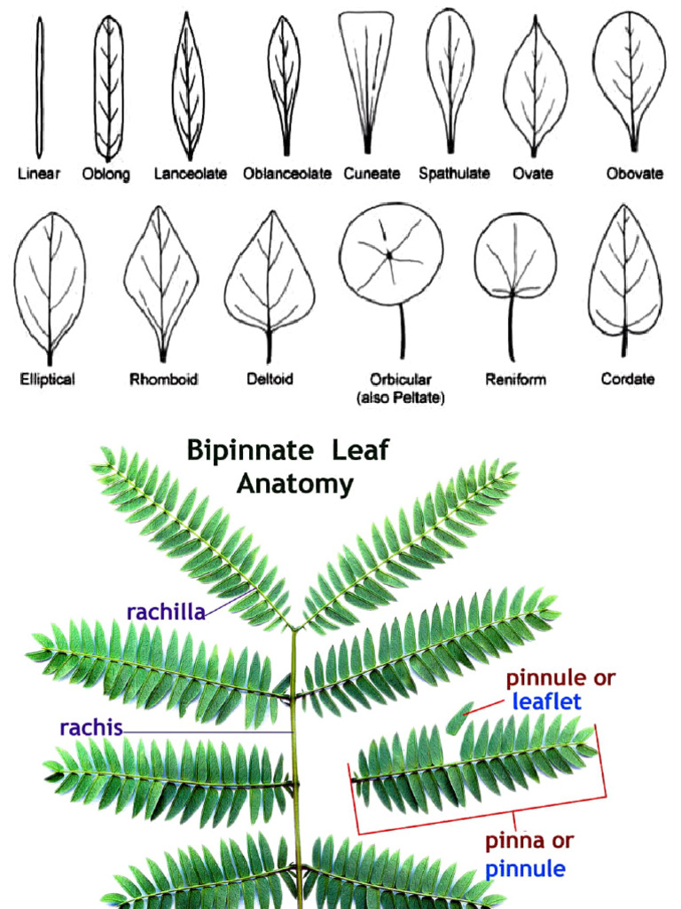 Types and Margins of Leaf Shapes | PDF | Leaf | Plants