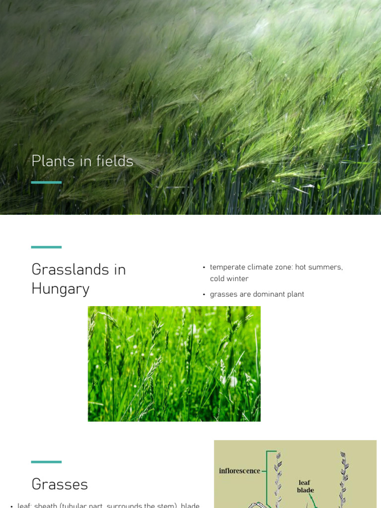 Grassland Plants in Hungary | PDF | Home & Garden