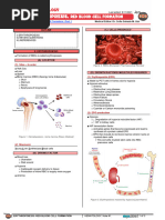 Red Blood Cell Diagram | PDF | Red Blood Cell | Blood