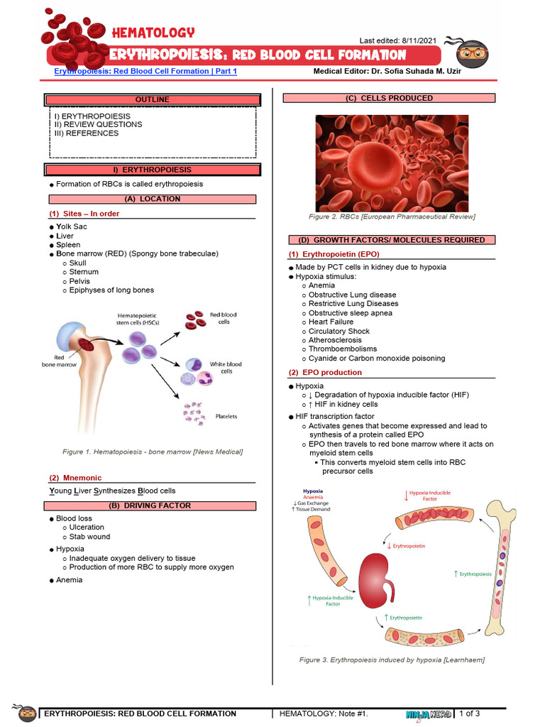 342 - Hematology Physiology) Erythropoiesis Red Blood Cell Formation ...