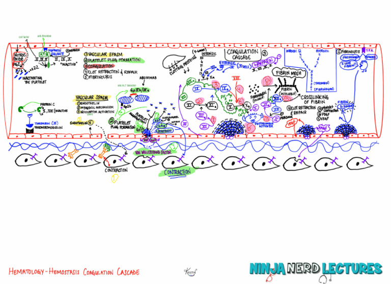 Hematology] 07 Hemostasis Coagulation Cascade - Key | PDF