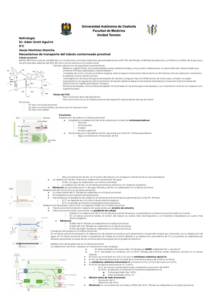 Nefro Resumen 3 | PDF