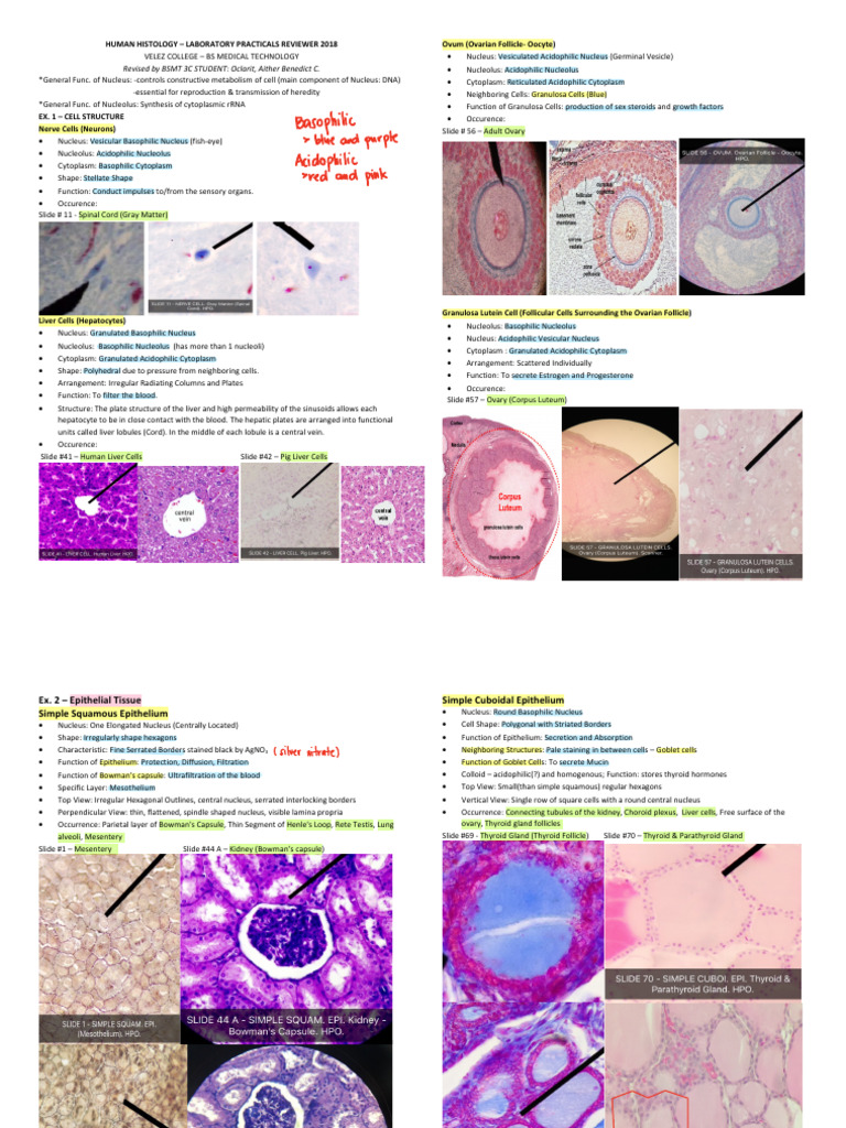 Histology Laboratory Practicals Velez Medtech Reviewer 2018 Full | PDF ...