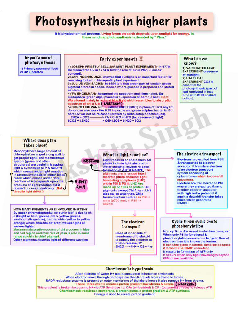 Photosynthesis in Plants mindmap | PDF