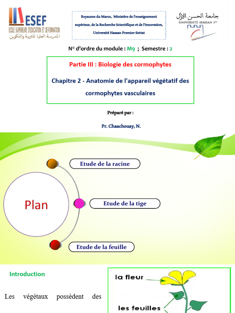 Anatomie des cormophytes vasculaires | PDF