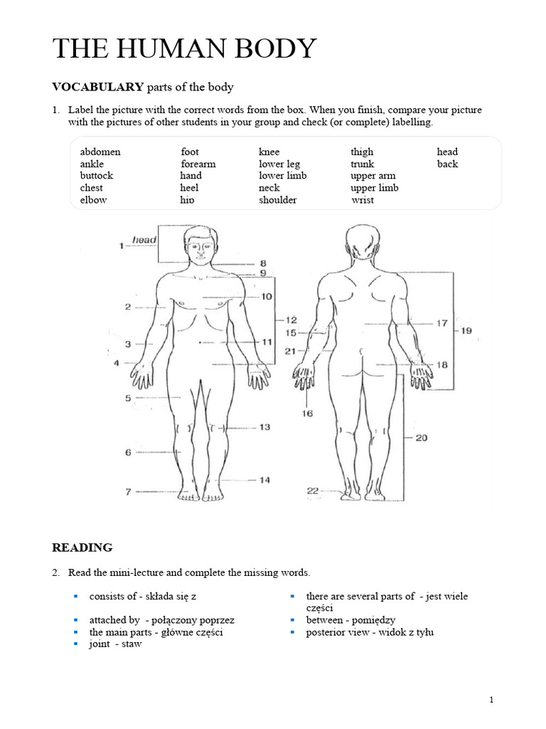 The Human Body | PDF | Arm | Human Leg