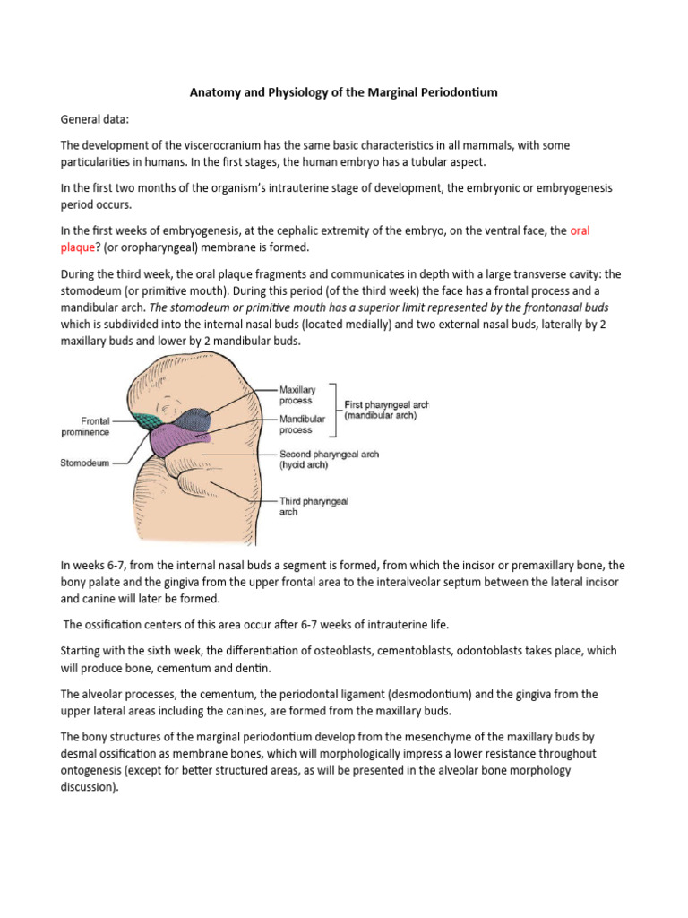 Anatomy and Physiology of The Marginal Periodontium | PDF | Human Tooth ...