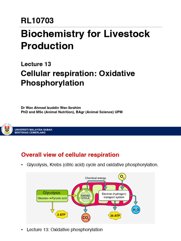 Biochem | PDF | Electron Transport Chain | Mitochondrion