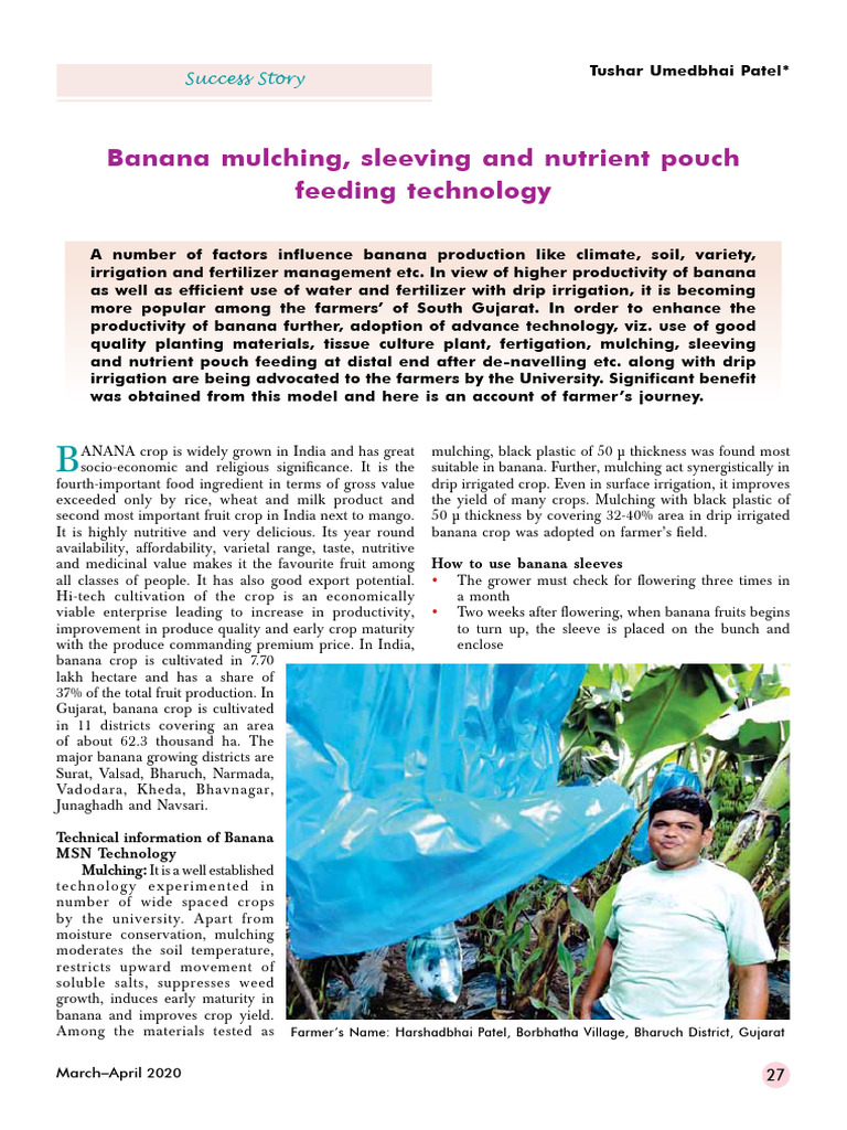 Banana Mulching, Sleeving and Nutrient Pouch Feeding Technology | PDF ...