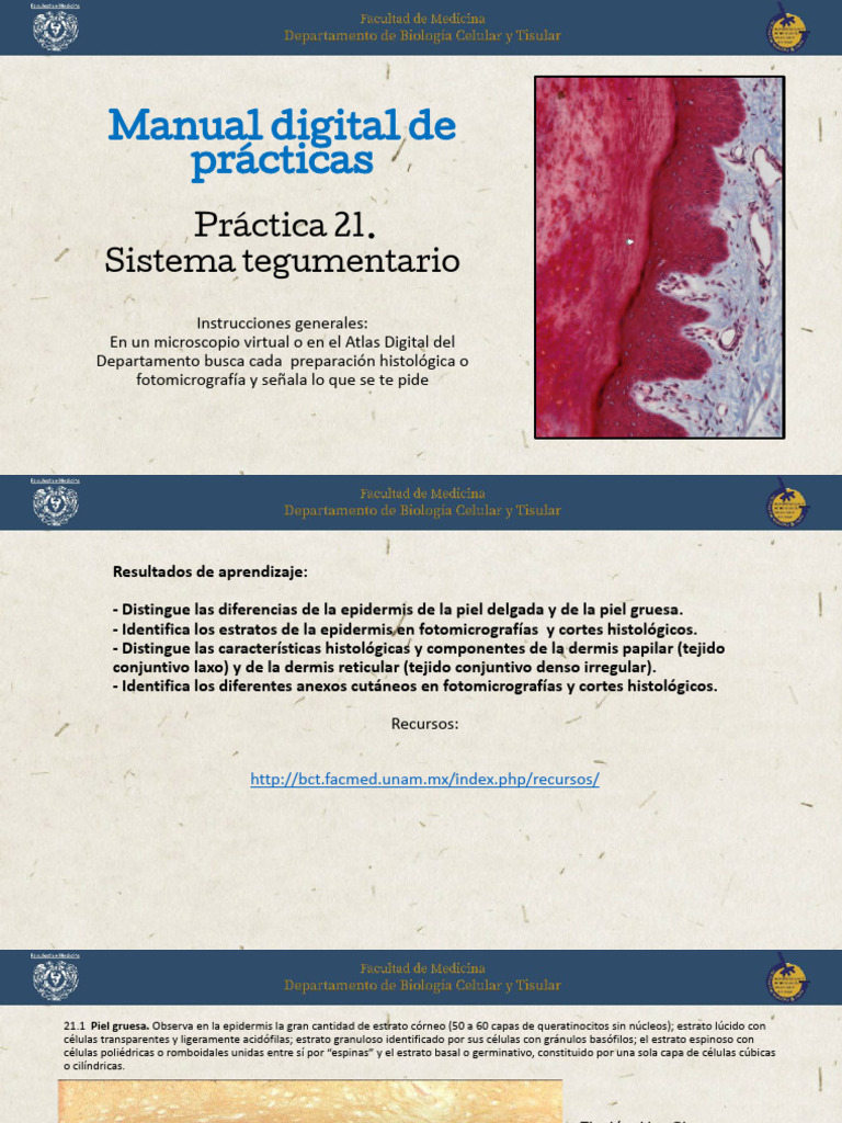 Practica 21. Sistema Tegumentario | PDF