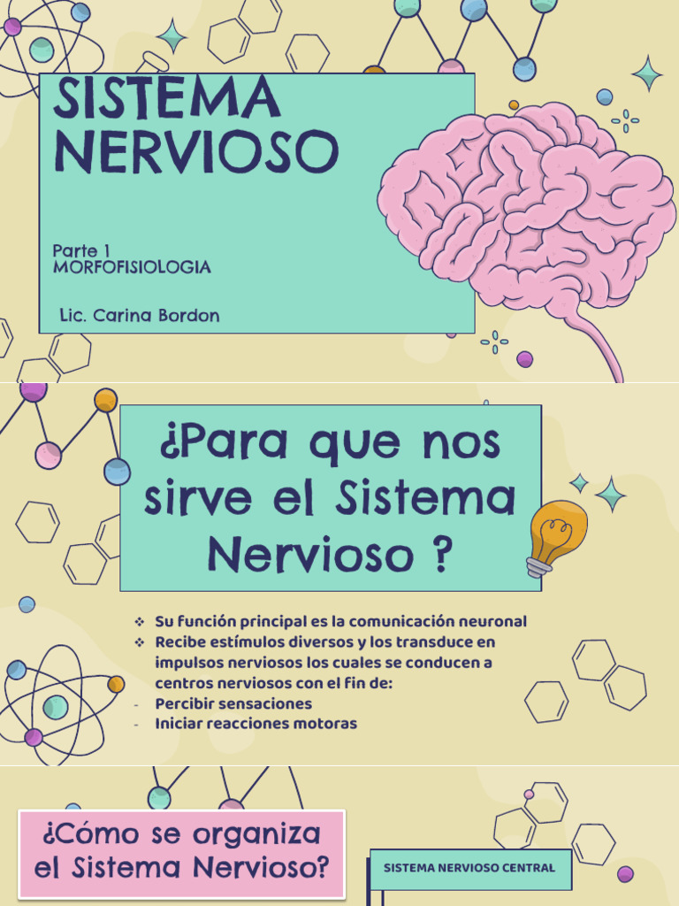 Sistema Nervioso | PDF | Médula espinal | Sistema nervioso