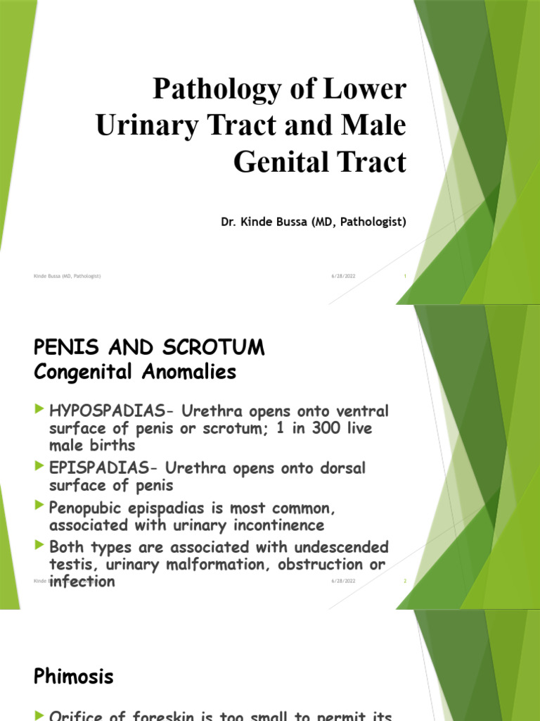 Pathology of Lower Urinary Tract and Male Genital Tract | PDF ...
