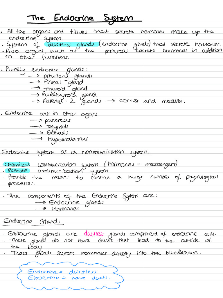 Endocrine System | PDF