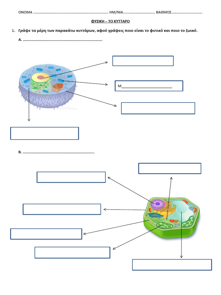 ΦΥΣΙΚΗ Στ' ΤΟ ΚΥΤΤΑΡΟ | PDF