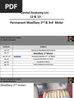 13 - Maxillary 2. Molar | PDF | Dental Anatomy | Tooth