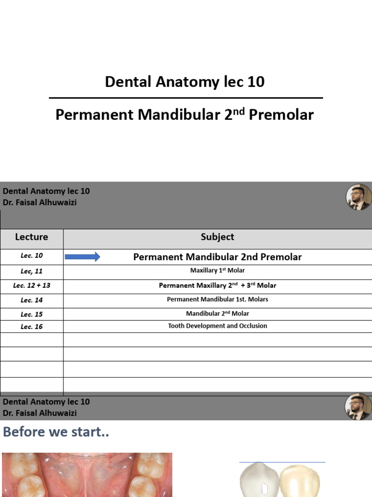 Dental Anatomy Lec 10 | Download Free PDF | Dental Anatomy | Human Anatomy