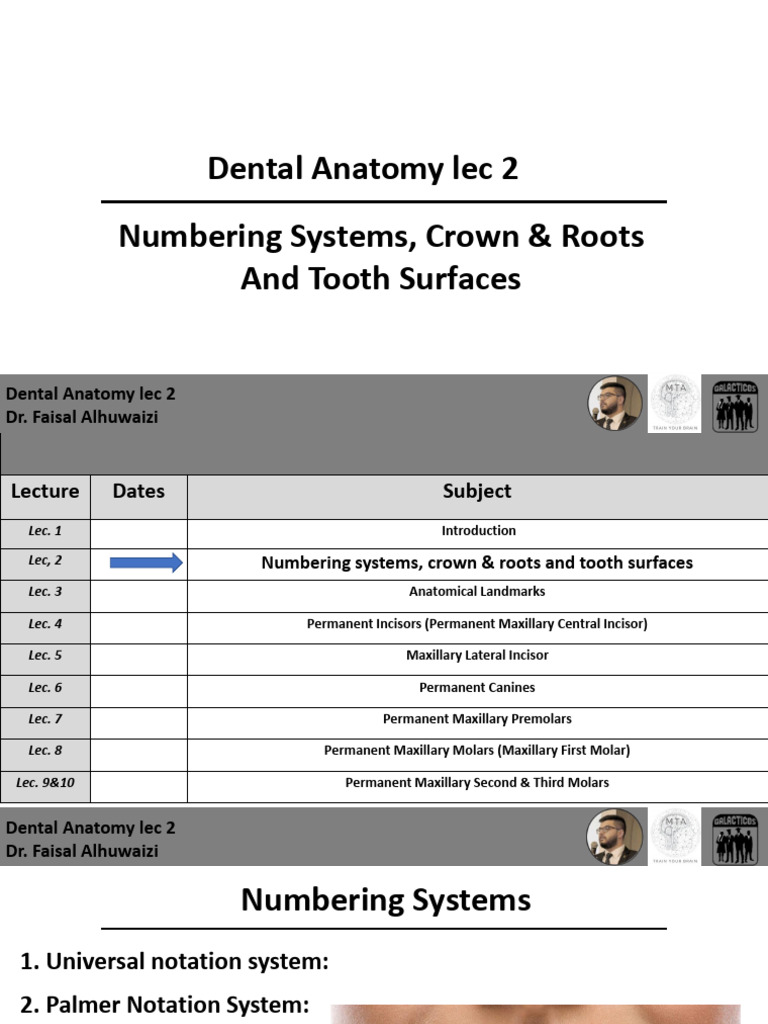 DA Lec.2 Numbering Systems, Crown & Roots | PDF | Dental Anatomy | Tooth