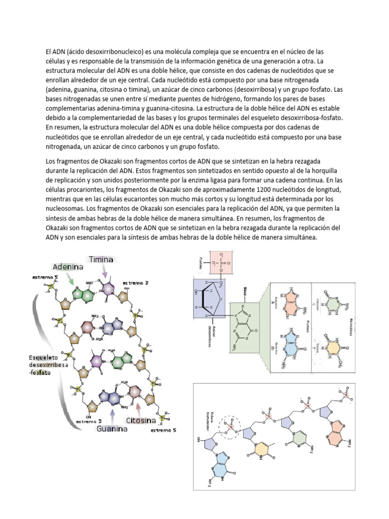 Estructura y función del ADN y nucleótidos | PDF