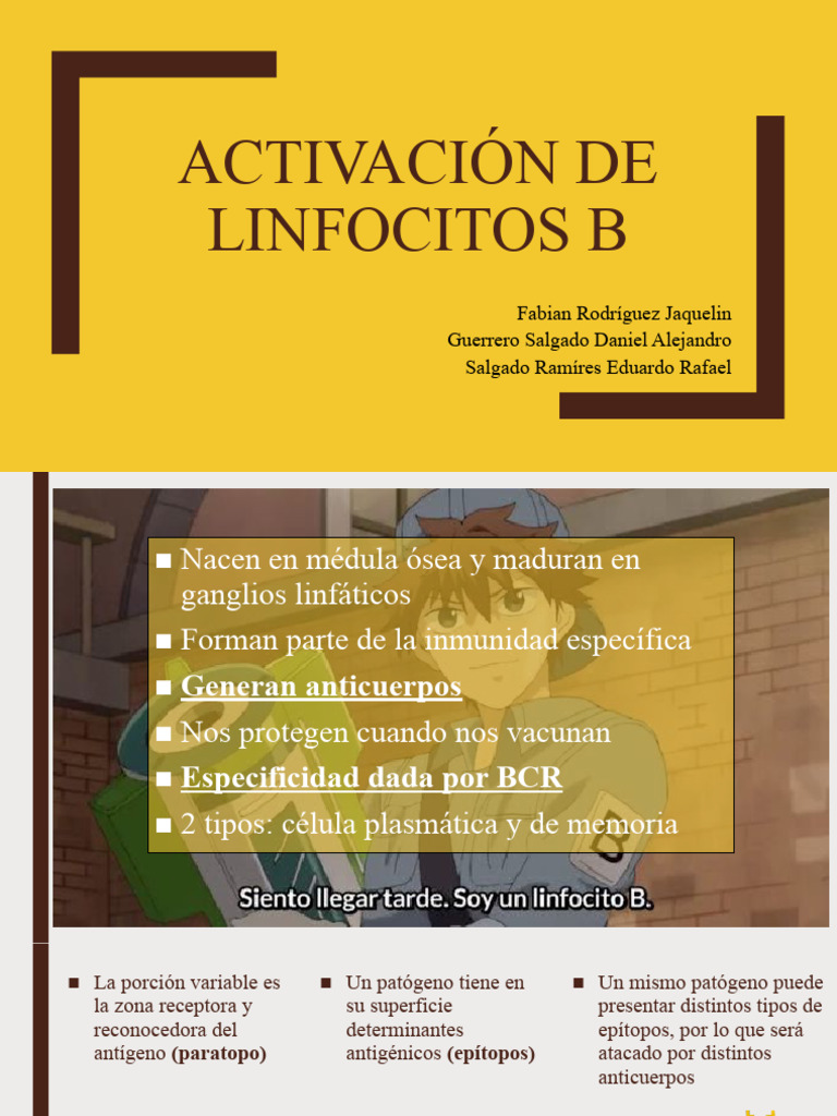 Activación de Linfocitos B | Descargar gratis PDF | Célula B | Anticuerpo