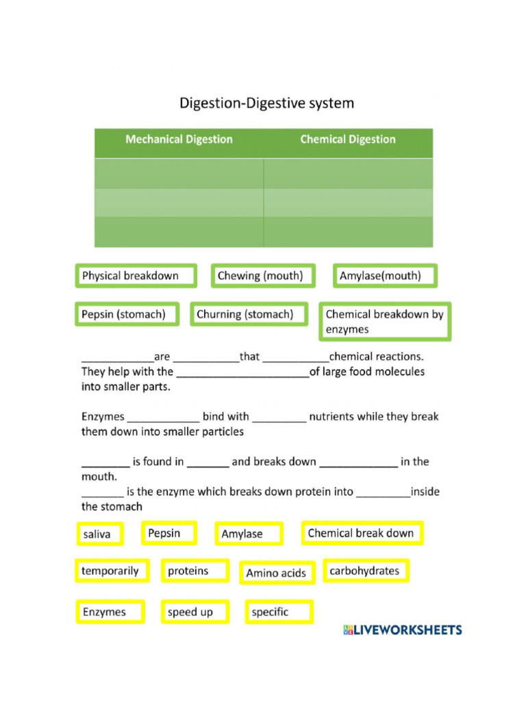 Doc1 ENZYMES IN THE DIGESTIVE SYSTEM WORKSHEET | PDF