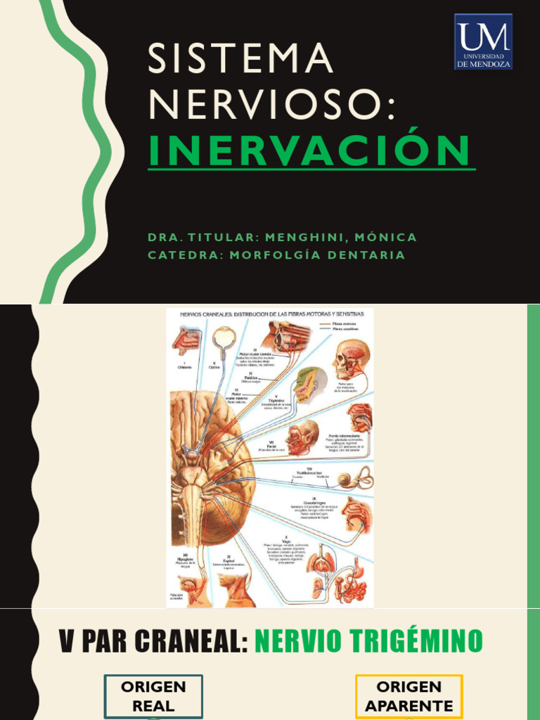 11 INERVACION | PDF | Cabeza y cuello humanos | Anatomía humana