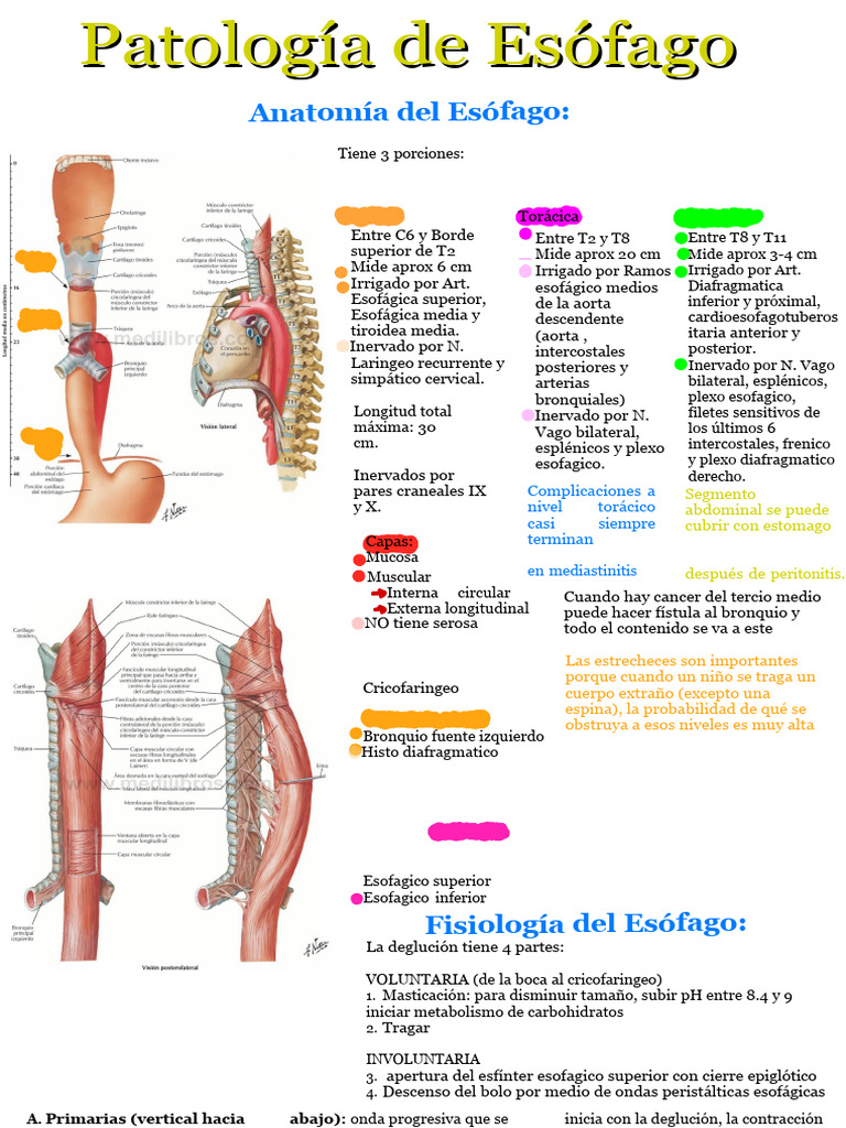 Patologia de Esofago | PDF | La enfermedad por reflujo gastroesofágico ...