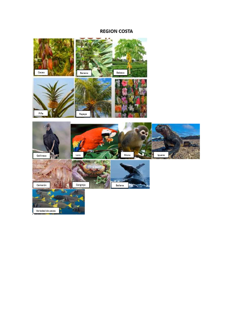 FLORA Y FAUNA DE LAS REGIONES DE ECUADOR | PDF