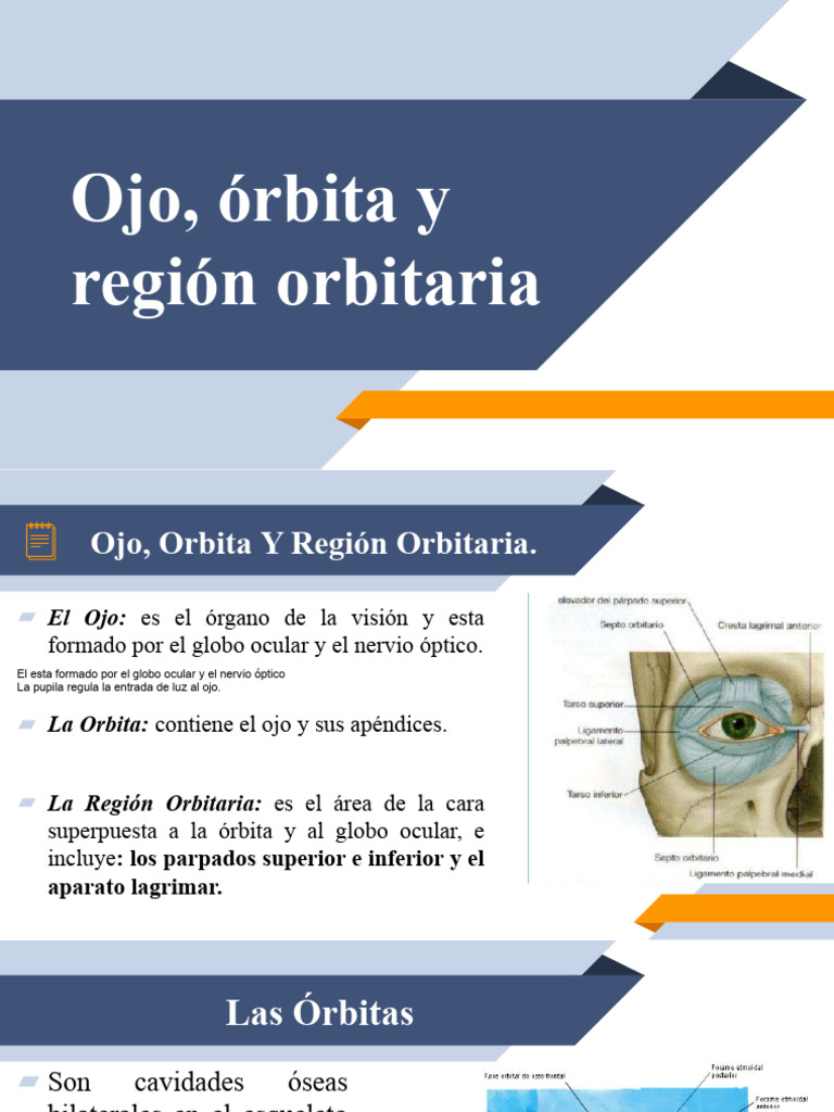 Globo ocular (Anato I) OFICIAL | PDF | Ojo humano | Órganos sensoriales