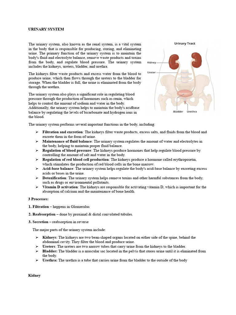 Anatomy of Urinary System | PDF | Kidney | Urinary System