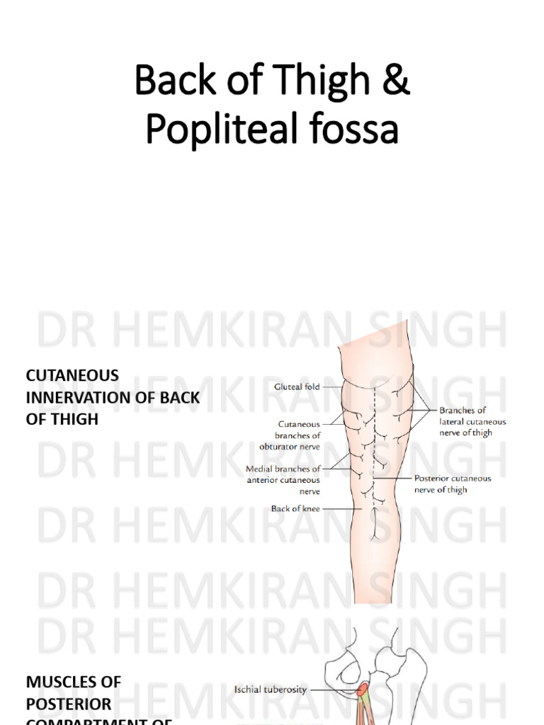 Back of Thigh & Popliteal Fossa | PDF | Science & Mathematics