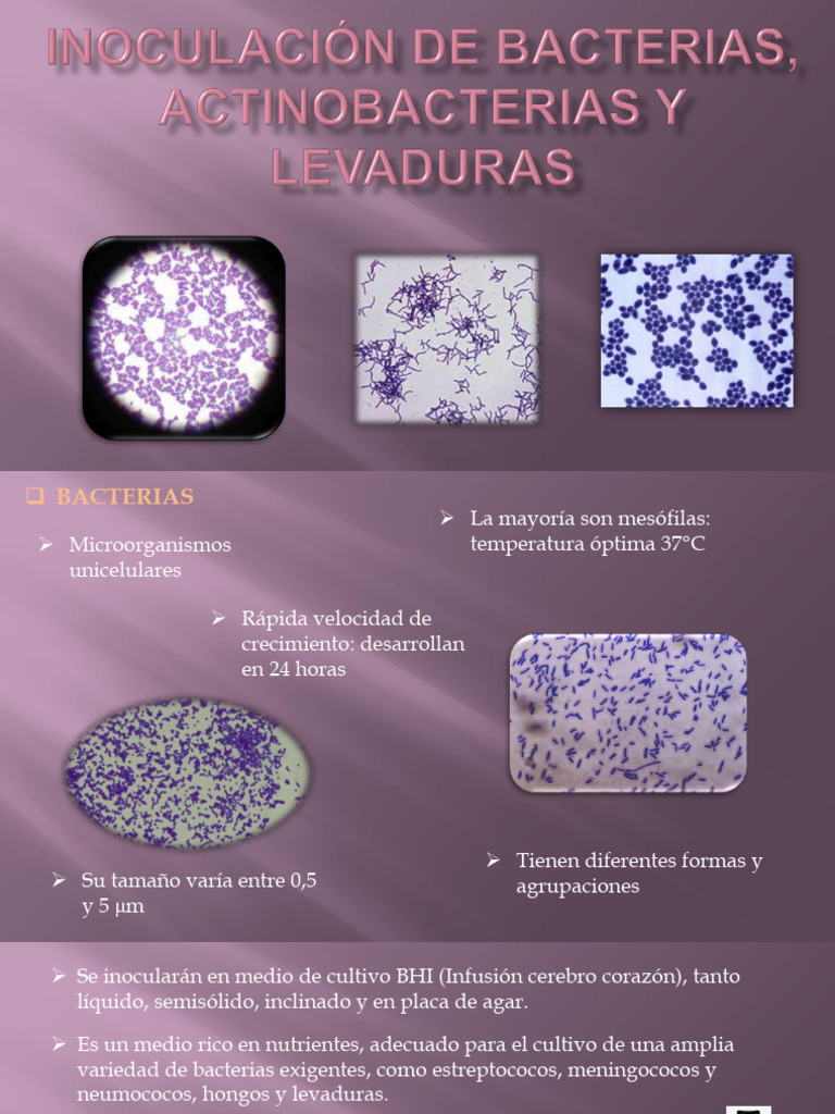 Inoculación de Bacterias, Actino y Levaduras 2021-1 | PDF | Las ...