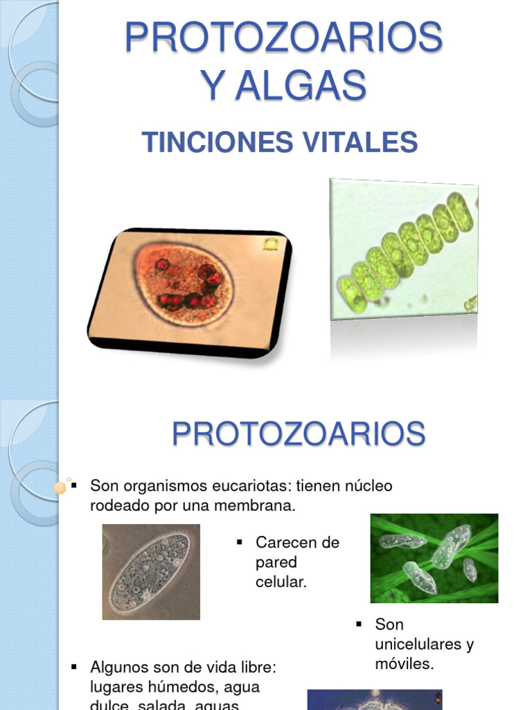 Características de Protozoarios y Algas | PDF