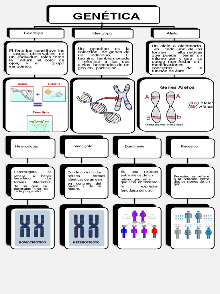 Mapa-conceptual-de-la-Genetica-2 | PDF | Alelo | Dominancia (Genética)