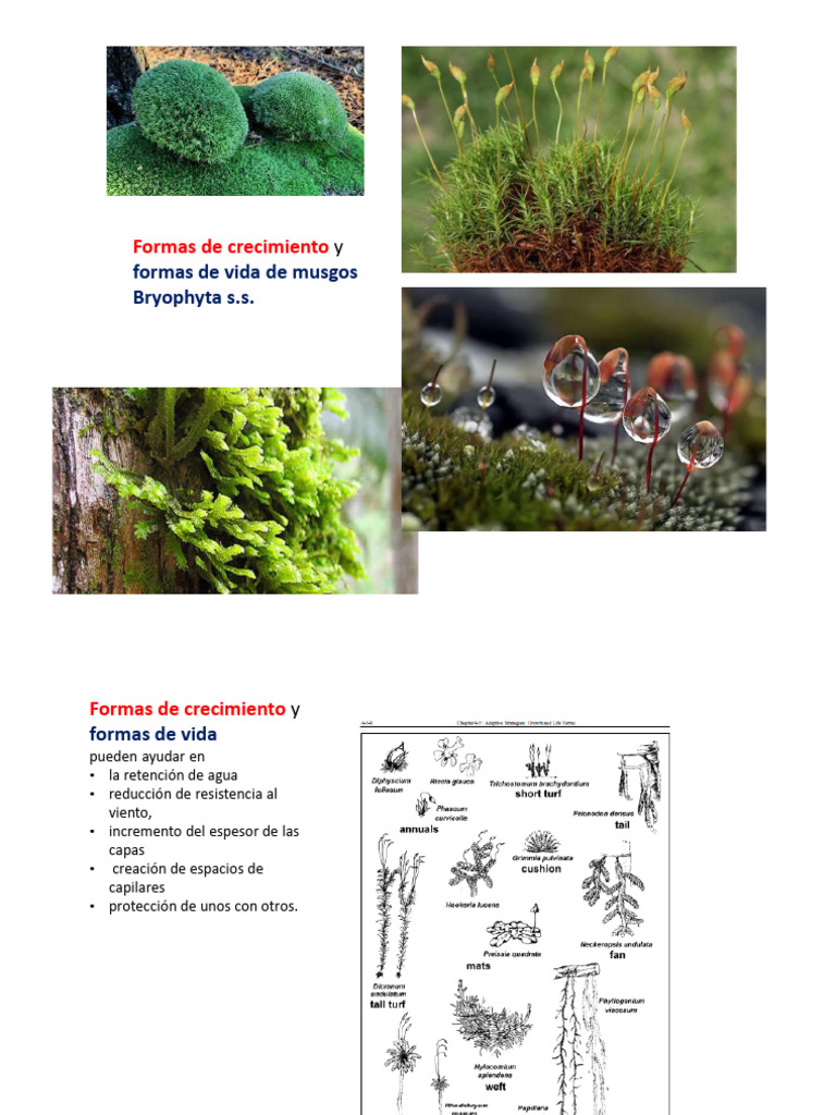 Tipos y formas de crecimiento de musgos | PDF | Musgo | Tallo de la planta