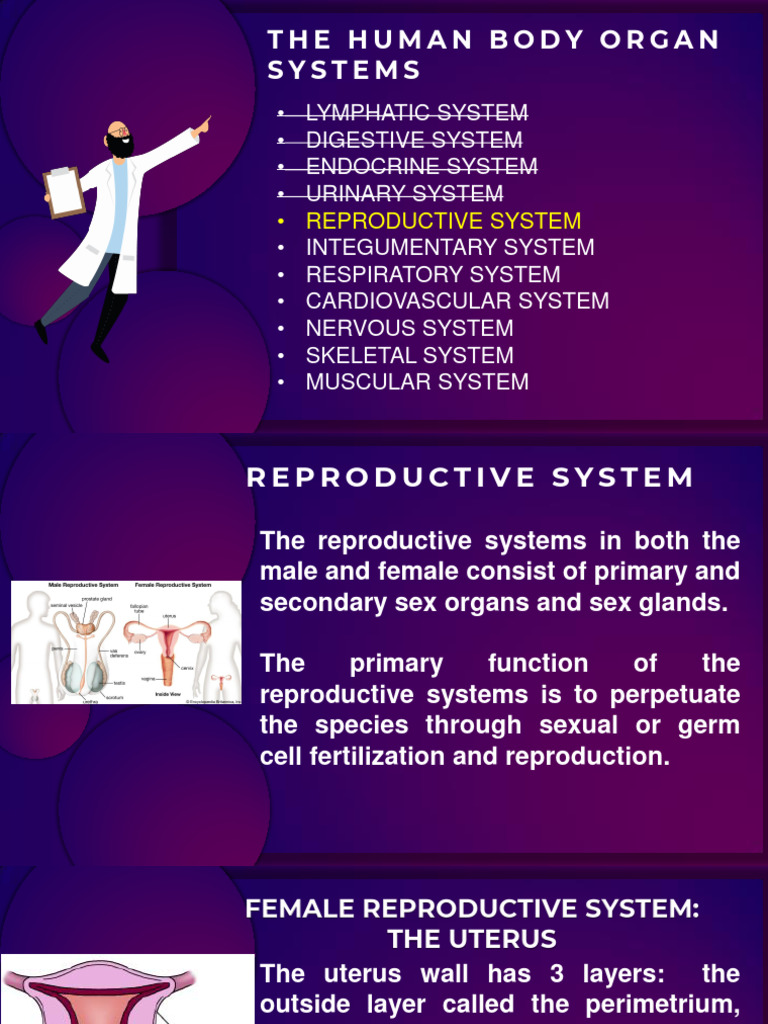 Reproductive System | PDF | Uterus | Ovary