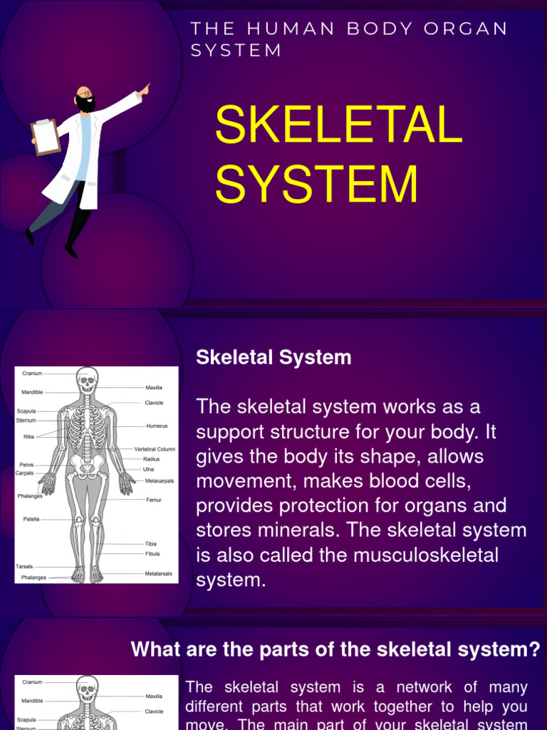 Skeletal System | PDF | Bone | Skeleton