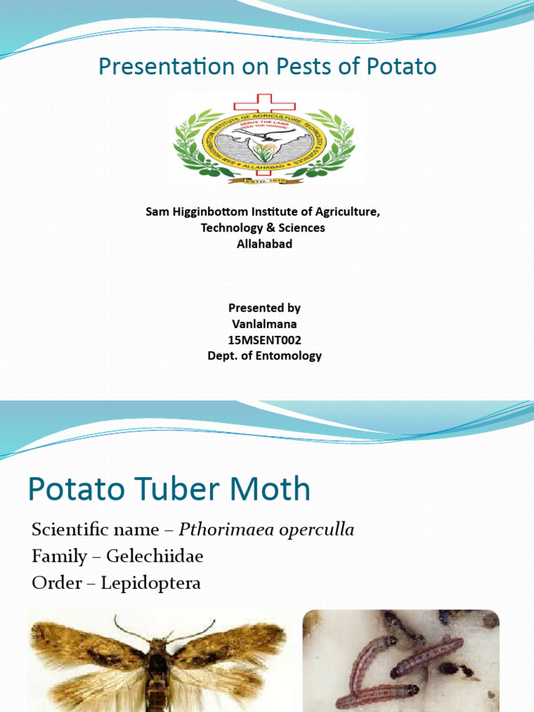 Major Insect Pests of Potato | PDF | Biological Pest Control | Hexapoda