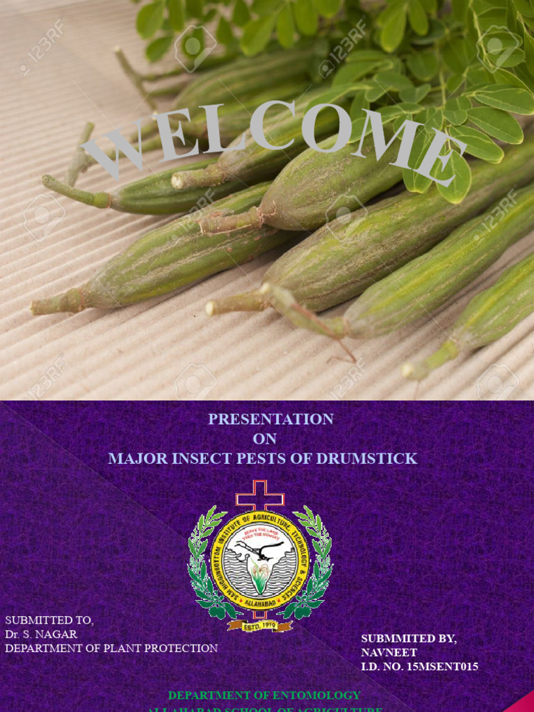 Major Insect Pests of Drumstick | PDF | Beetle | Pest (Organism)