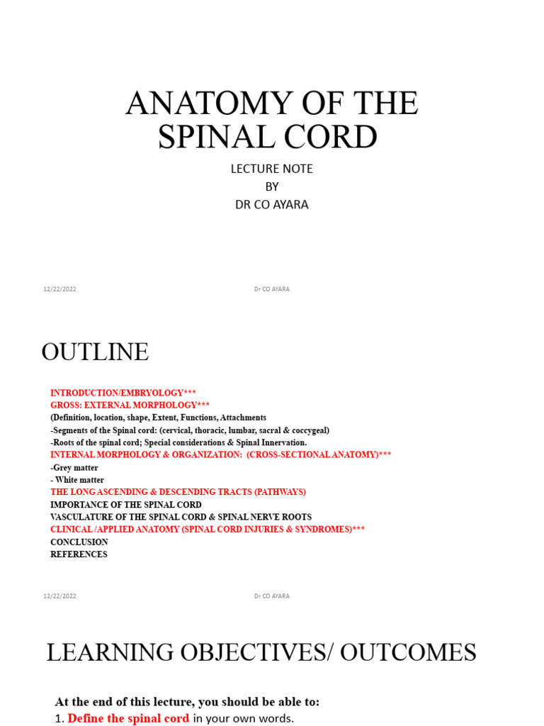 Anatomy of The Spinal Cord | PDF | Spinal Cord | Vertebral Column