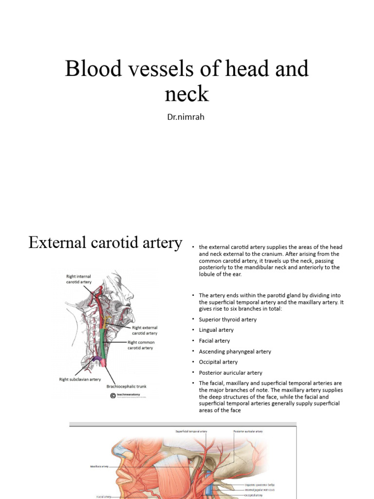 Blood Vessels of Head and Neck | PDF | Common Carotid Artery ...
