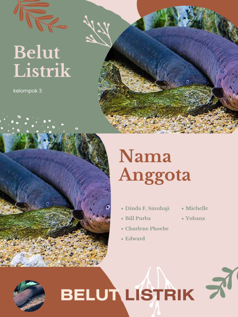 Belut Listrik | PDF