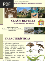 Clasificación de Anápsidos y Diápsidos | PDF | Serpiente | Reptil